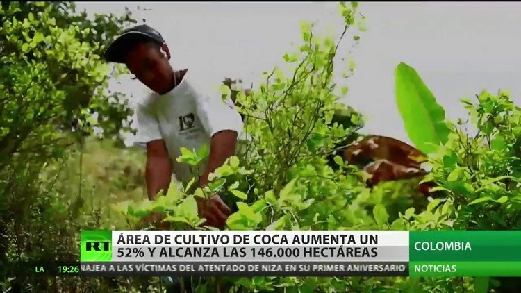 Colombia: El área de cultivo de coca aumenta un 52% y alcanza las 146.000 hectáreas - RT