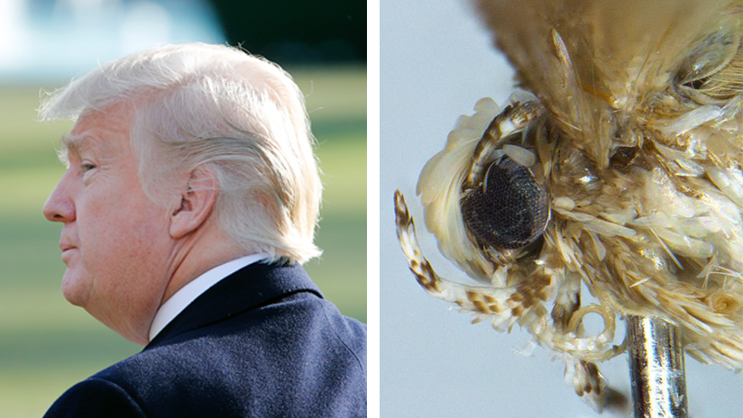 La polilla Donald Trump, la araña Bob Marley y hasta la ameba Gandalf ...