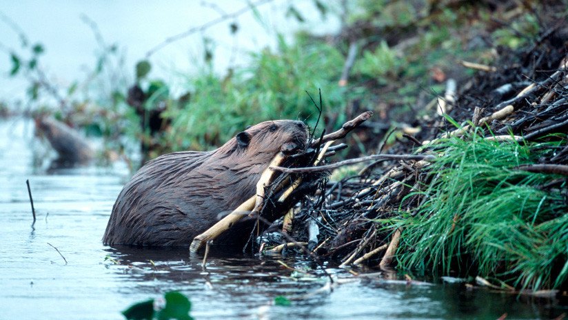 La introducción de una veintena de castores destrozó el ecosistema de ...