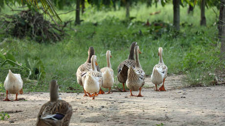 VIDEO: La extraña 'risa humana' de un pato desconcierta a los ...