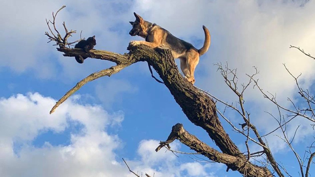 FOTOS: Un perro queda atrapado en la cima de un árbol mientras ...