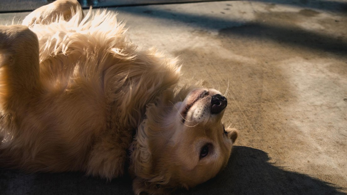 VIDEO: Un perro se hace el muerto para no regresar a casa de sus paseos ...