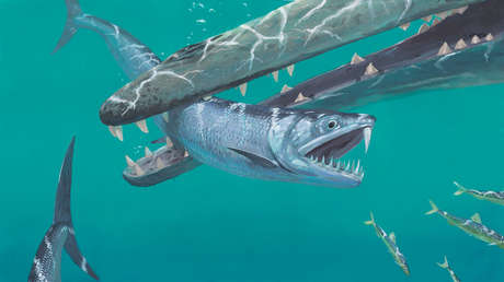 Las anchoas prehistóricas tenían en sus mandíbulas superiores un único ...