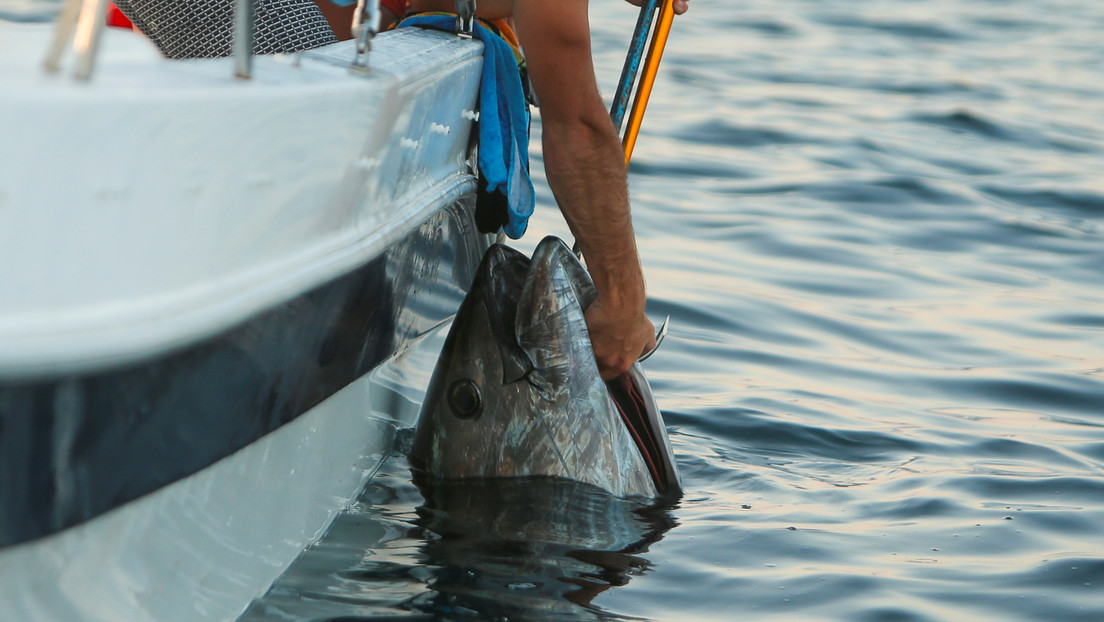 VIDEO: Tres jóvenes atrapan un atún de más de 300 kilos en EE.UU. - RT