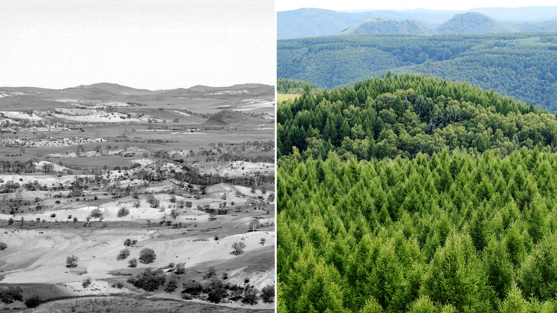 VIDEO: El mayor bosque artificial del mundo, creado en un terreno ...
