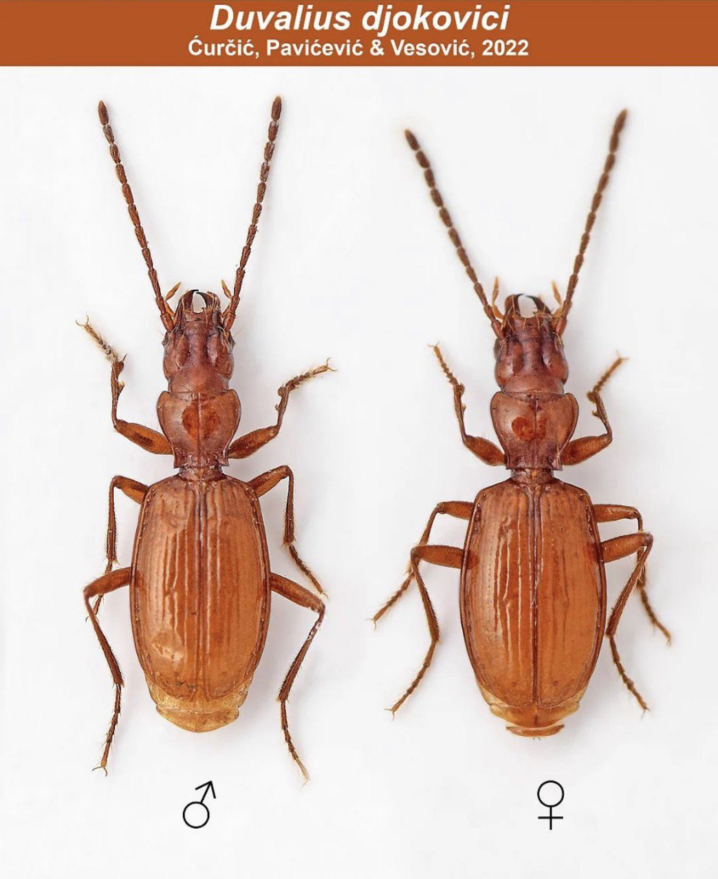 Una nueva especie de insecto llevará el nombre del tenista Novak ...