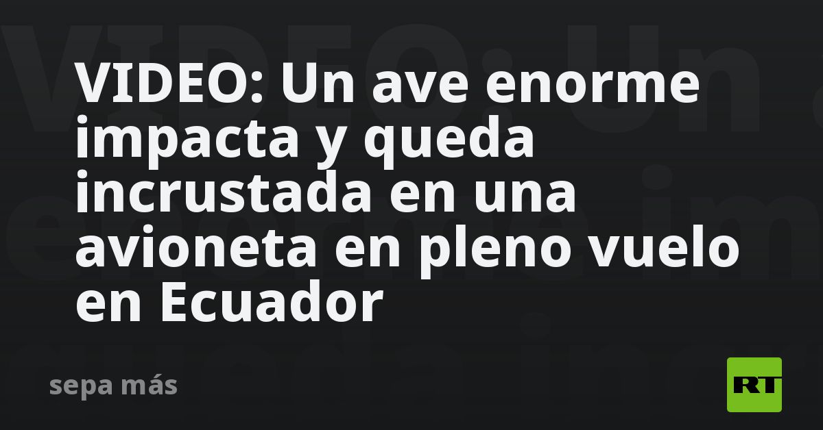 VIDEO: Un ave enorme impacta y queda incrustada en una avioneta en ...
