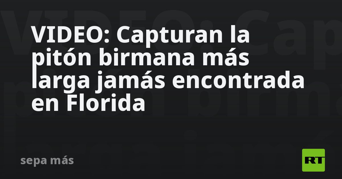 VIDEO: Capturan la pitón birmana más larga jamás encontrada en Florida - RT