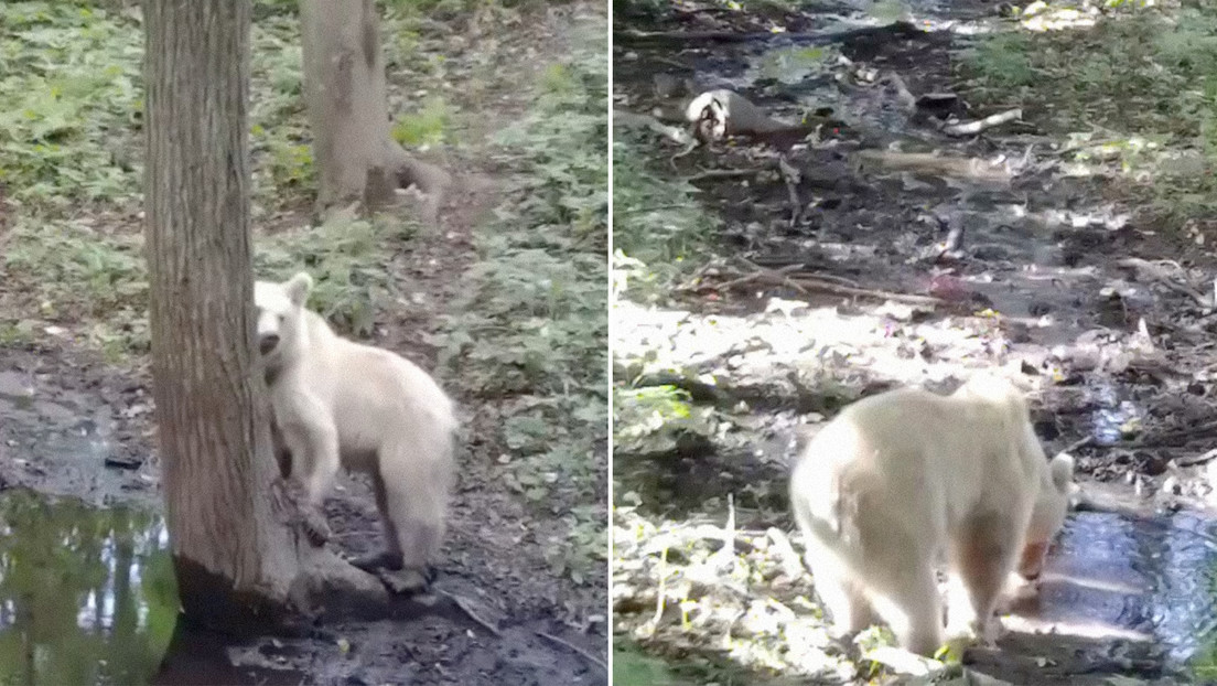 Cámara trampa capta una rara cría de oso pardo albino (VIDEO) - RT