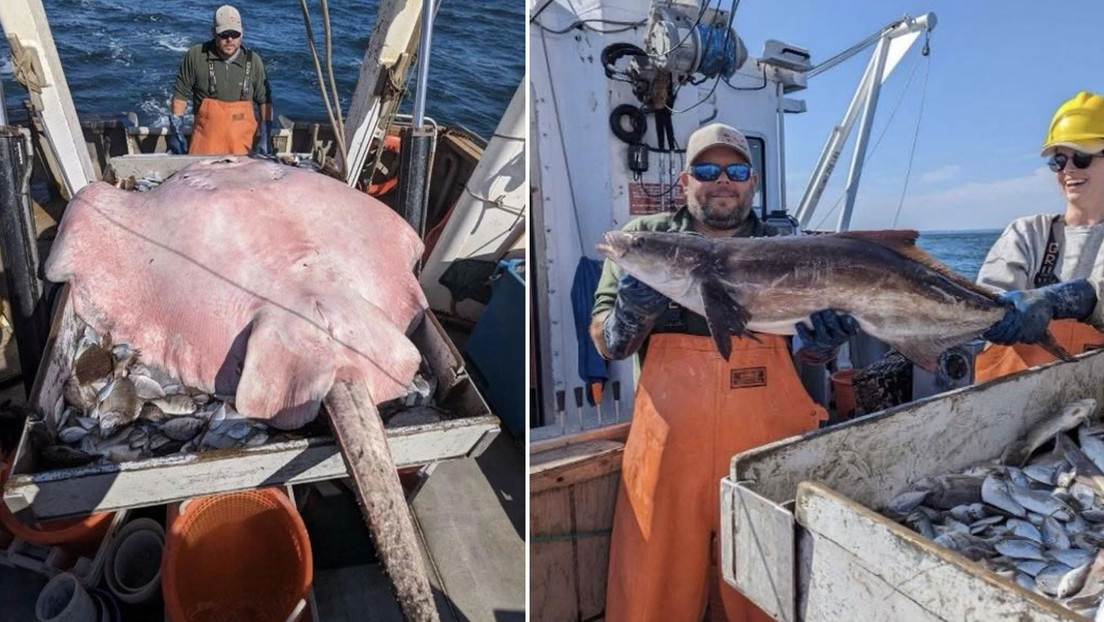 FOTO: Capturan una enorme mantarraya de casi dos metros de largo - RT
