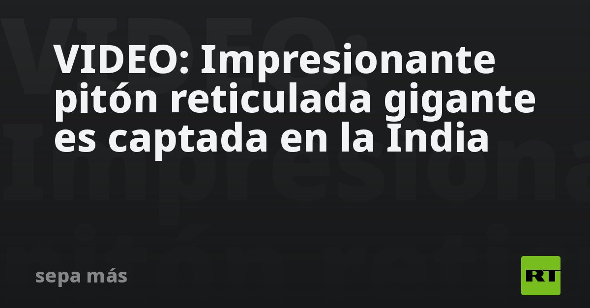 VIDEO: Impresionante pitón reticulada gigante es captada en la India - RT