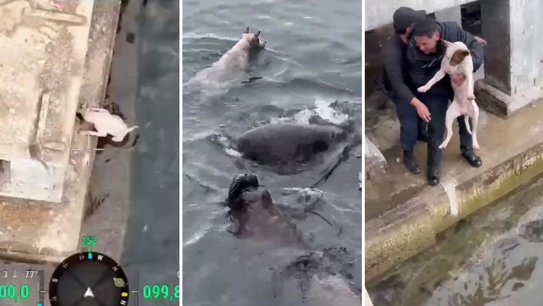 VIDEO: Rescatan a perro intentando mantenerse a flote en el agua en ...