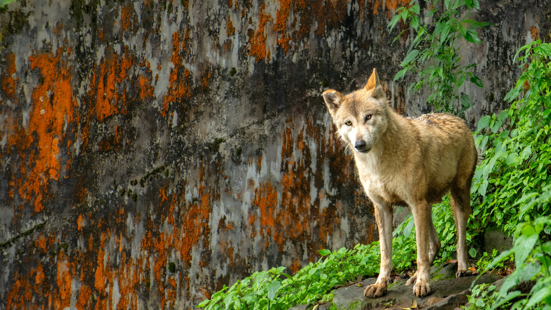 Un nuevo cruce de perro y lobo preocupa por su posible amenaza a ...