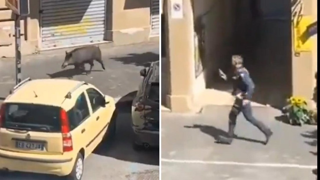 Un jabalí se hace viral tras protagonizar la 'persecución policial más ...