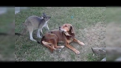 El perro, el mejor amigo del… ¿canguro? - RT