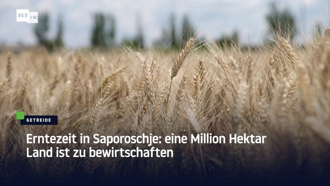 Erntezeit in Saporoschje: eine Million Hektar Land ist zu ...