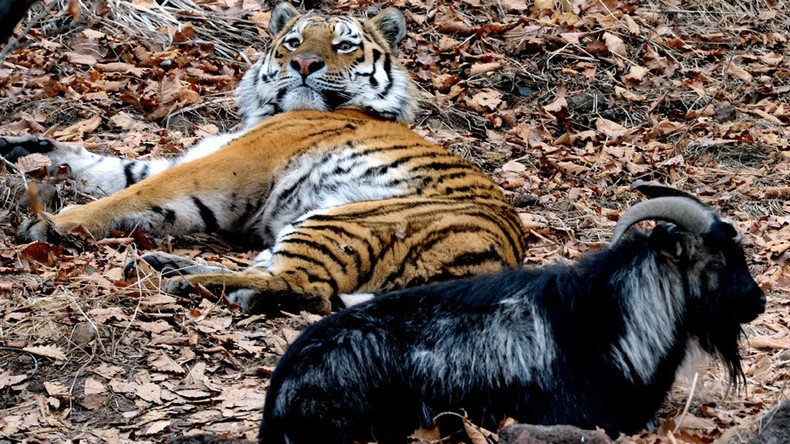 Hunger games? 5 reasons Amur the Tiger hasn’t eaten Timur the Goat — RT ...