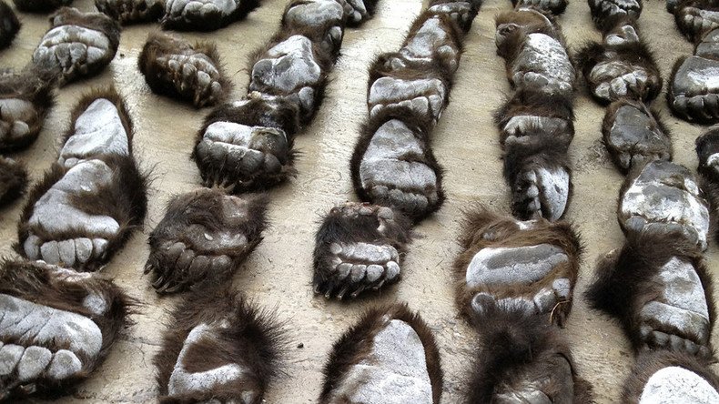Russian customs seize 500+ bear paws heading to Chinese black market ...