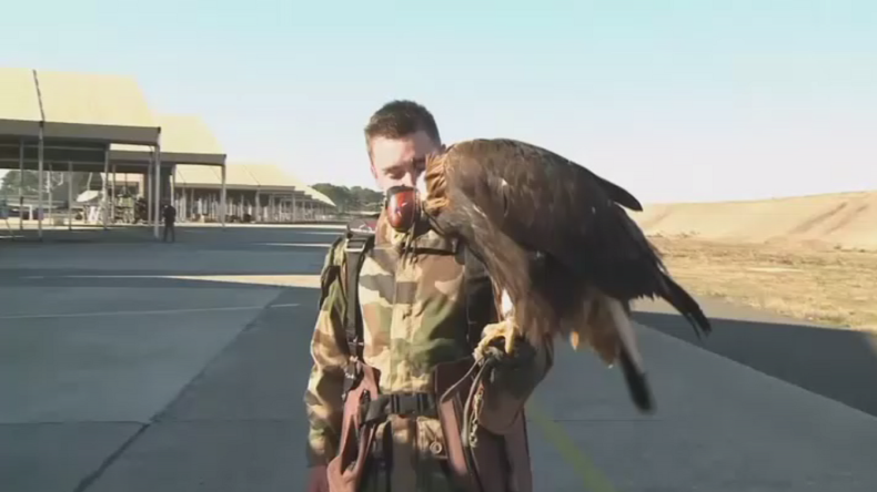 French Air Force eagle demonstrates drone-hunting skill to Hollande ...