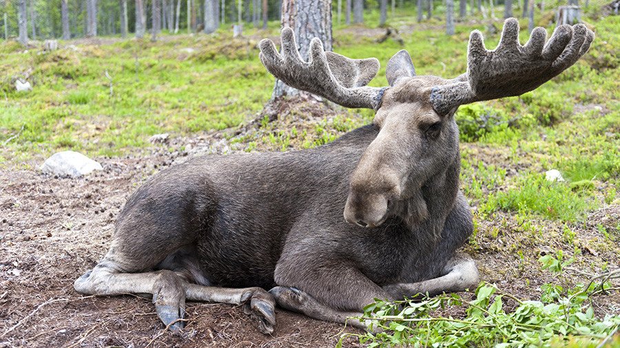 Finnish media fall for ‘Soviet battle moose’ hoax, probed by regulator ...