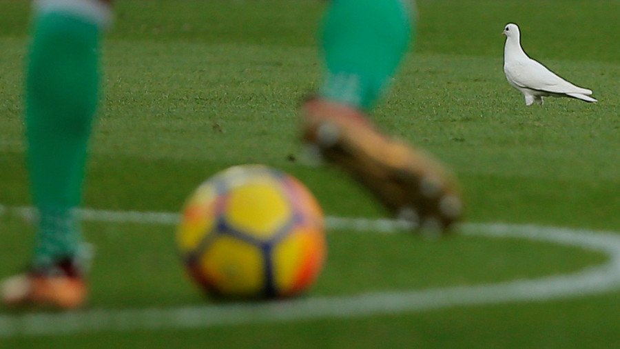 Is he a winger? In Russia, even the birds are getting in on the World ...