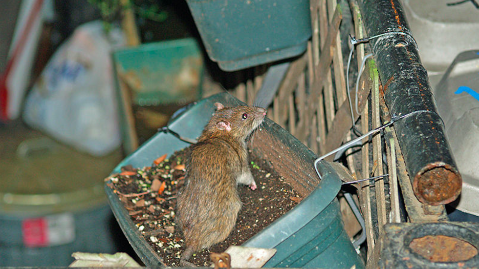 Rats running rampant in Rome as city suffers rodent population ...