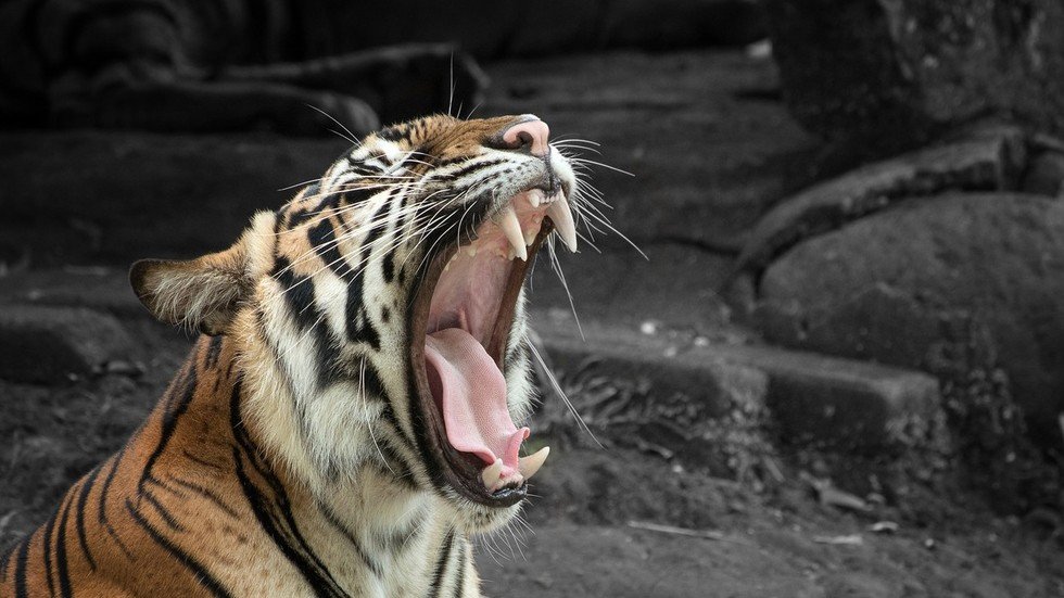 Epic buzzkill: Stoners trip over TIGER after entering abandoned house ...
