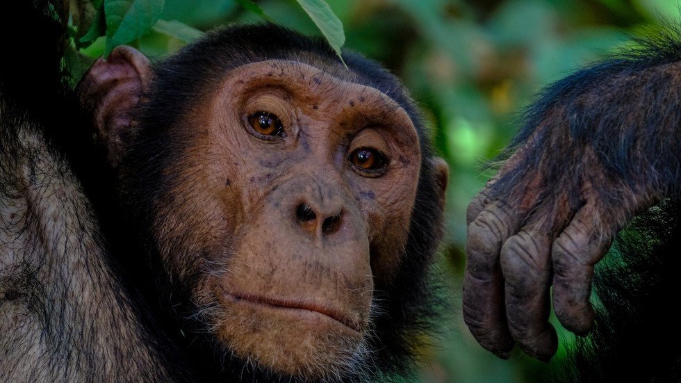 Chimpanzee sign language points to universal laws of communication — RT ...