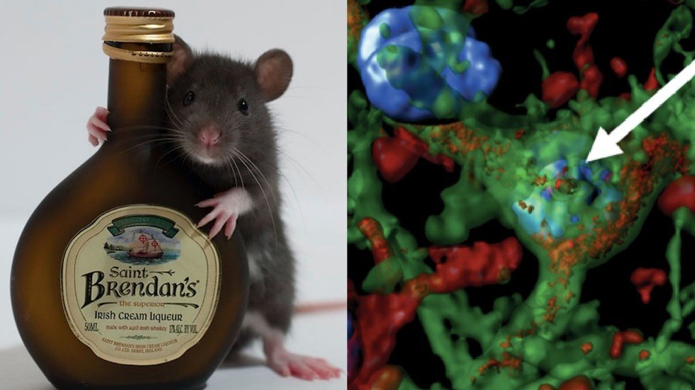 'Flip of a switch’: Scientists 'cure' alcoholism in rats by firing ...