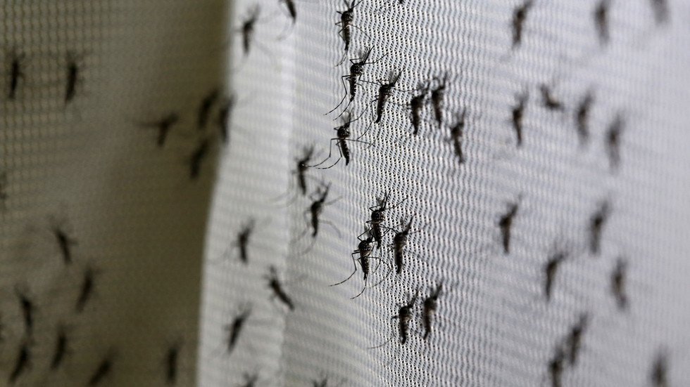 Europe at major threat of INSECT-BORNE tropical diseases, scientists ...