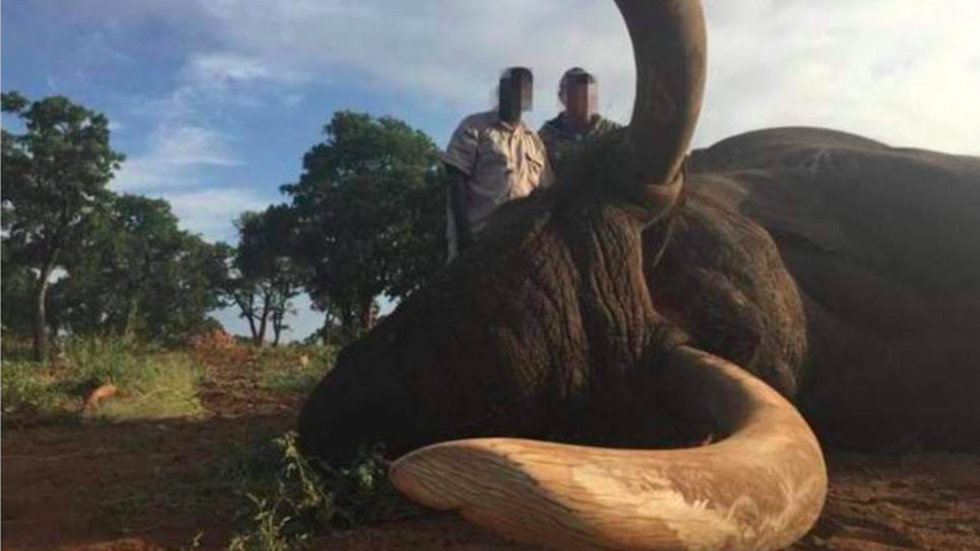 Disgust as trophy hunter boasts of killing rare large-tusked elephant ...