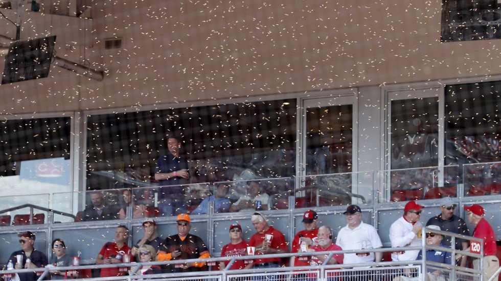 Un-bee-lievable: Swarm of bees delays MLB game after mass invasion ...