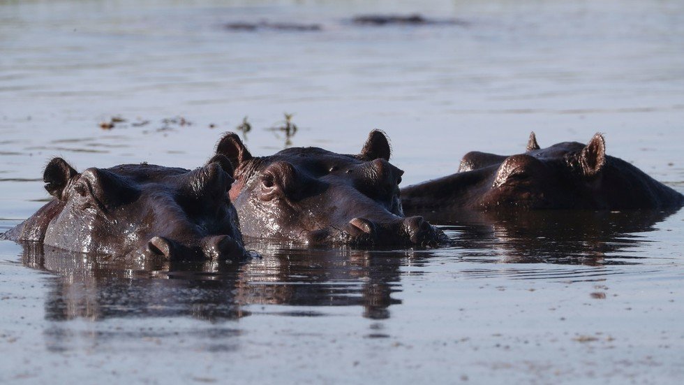 WATCH: Herd of HIPPOS invades rugby pitch in South Africa — RT Sport News