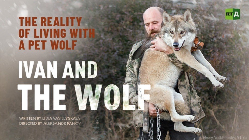 Ivan and the wolf — RT Documentary