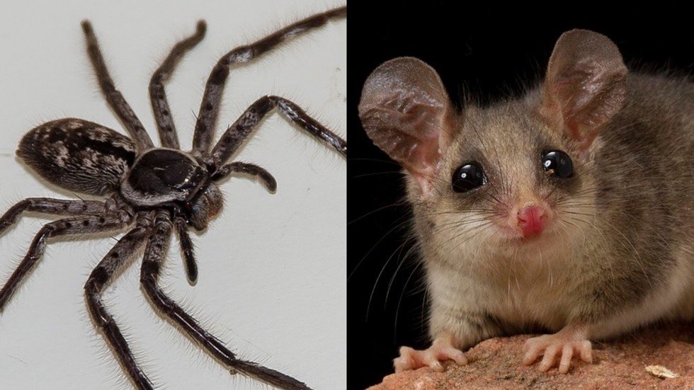 Spider Eating Mouse