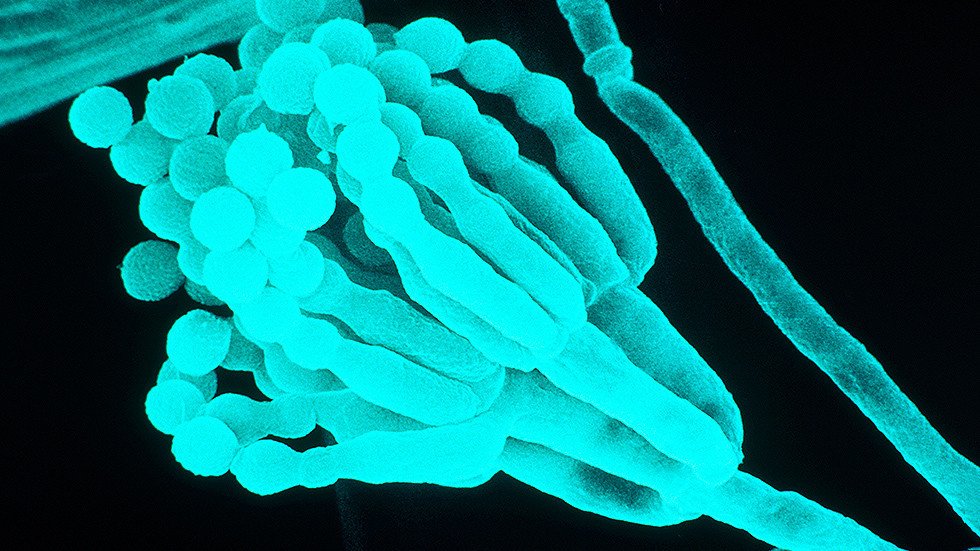 ISS mold can survive 200 times more RADIATION than humans & contaminate ...