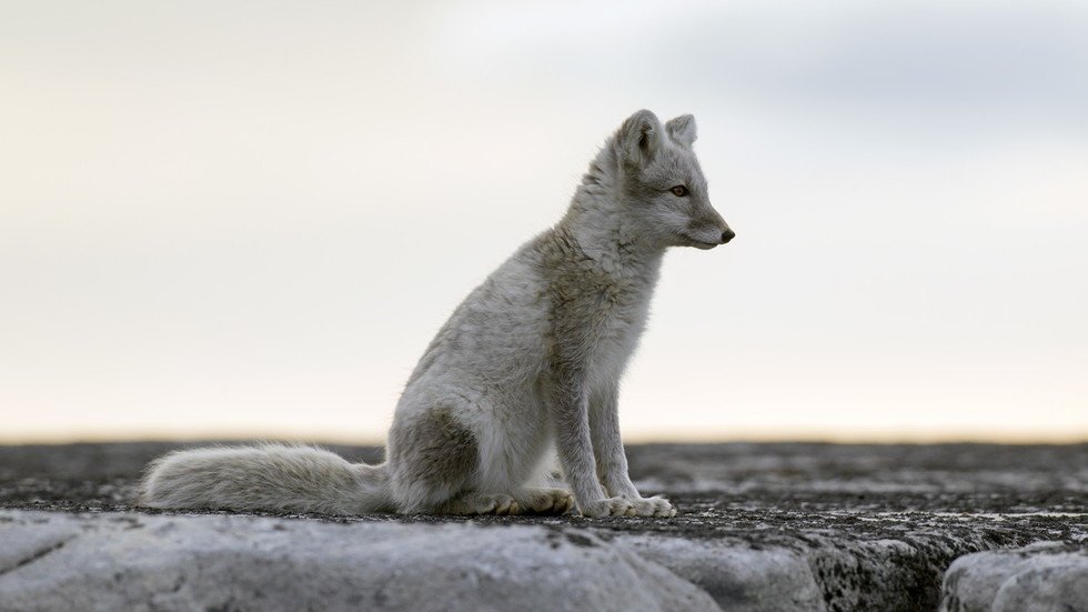 Scientists left ‘speechless’ by young Arctic fox’s amazing journey from ...
