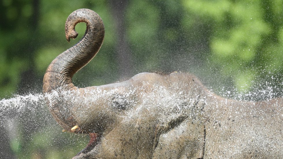 Just elephants on a stroll: Giant beasts grazing in a Siberian town ...