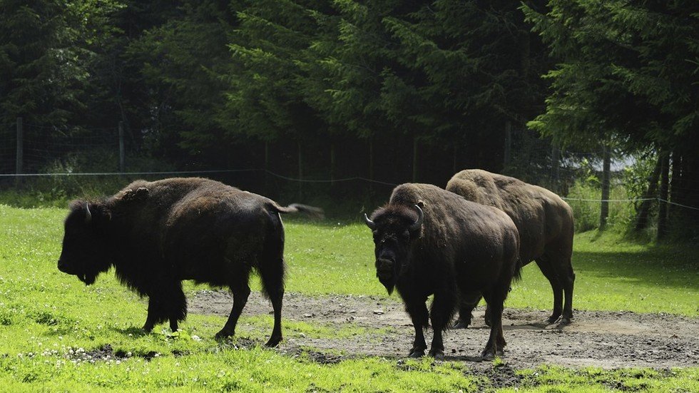 French authorities just shot a resting herd of runaway bison to protect ...