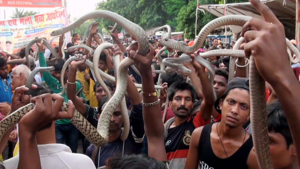 WATCH Indian devotees parade snakes as part of Hindu ritual — RT World News