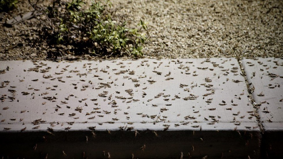 Insect invasion: Massive grasshopper swarms strike Las Vegas (PHOTO ...