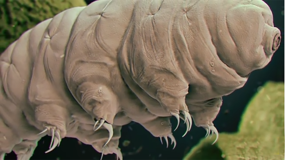 Did Israel colonize the Moon? Near-invincible ‘water bears’ may have ...