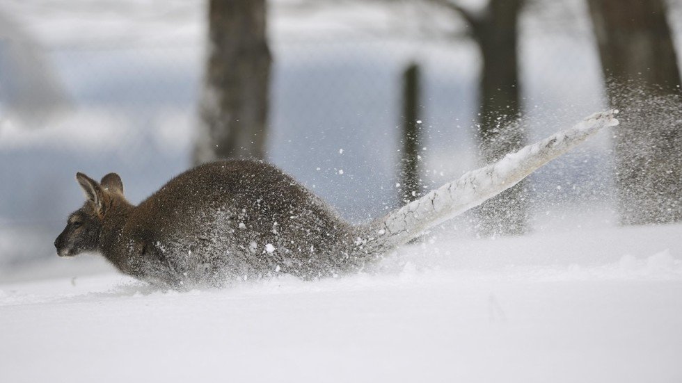 The blizzard of Oz? VIDEOS of kangaroos frolicking in the snow go viral ...