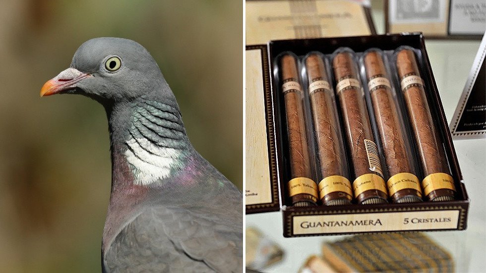 SPY PIGEONS & KILLER CIGARS: Weird ways CIA tried to win the Cold War ...