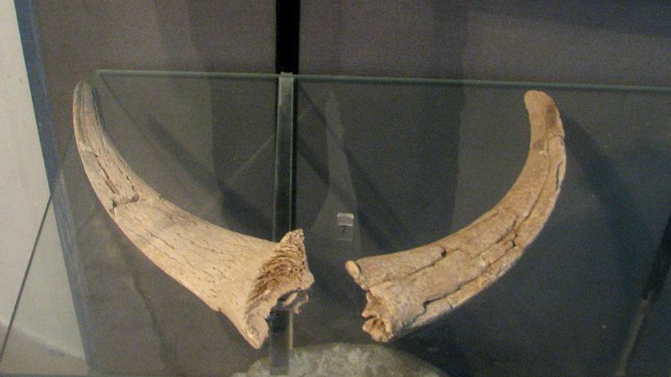 Man has extremely rare ‘devil’s horn’ surgically removed in India ...