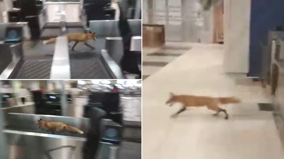 Flying fox? Wild animal filmed running around INSIDE Moscow airport ...