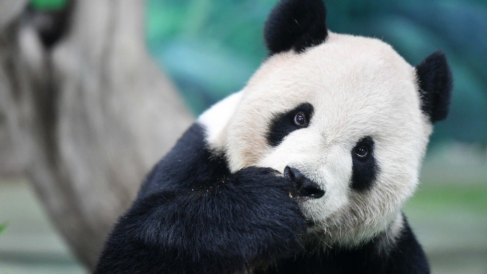 Russia plans to issue its first 'Panda' bonds next year – finance ...