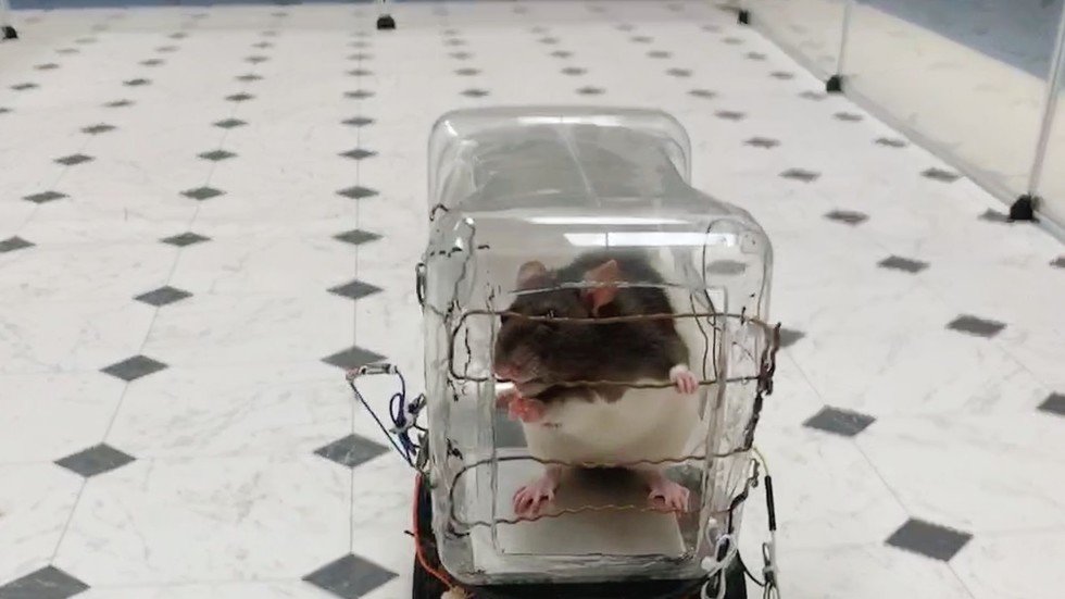 Fast and the furriest: Rats enjoy driving tiny cars, US researchers ...