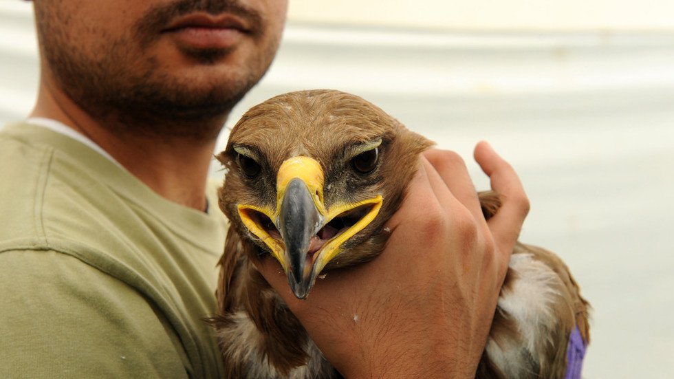 Rare eagle sneaks into Iran and drains Siberian ornithologists’ funds ...