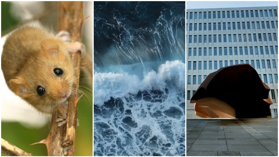 Mouse bridge, surfing in the river, huge spy HQ: German NGO lists mind ...